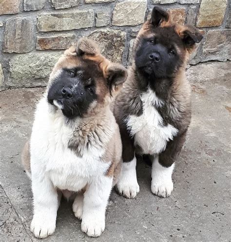 American Akita Puppies For Sale Artofit