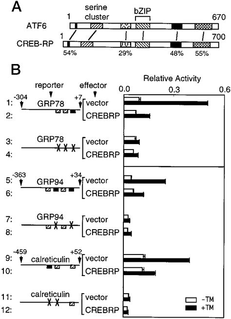 Effects Of CREB RP Overexpression On GRP Promoters A Structural