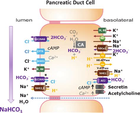 Ductal Cells