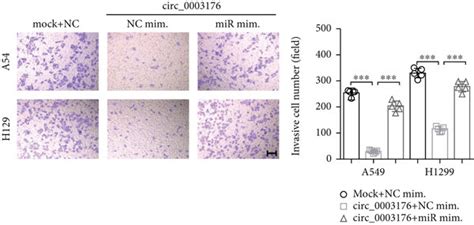 Hsacirc0003176 Suppressed The Proliferation Migration And Invasion