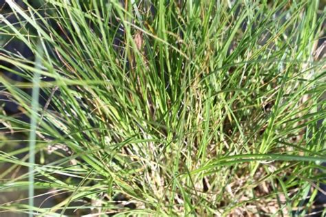 Clustered Field Sedge Photos Page 1