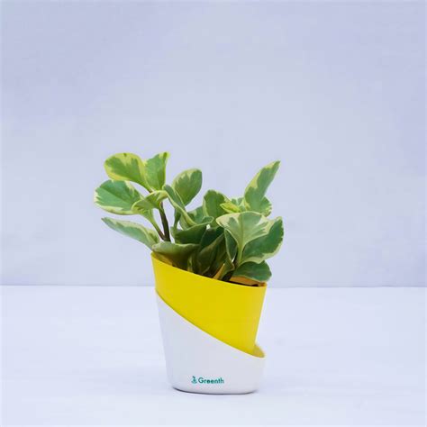 Peperomia Variegated Plant Greenth
