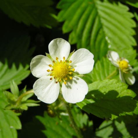 Garten Erdbeere Blüte Weiß Fragaria X Ananassa Galerie Album Bilder Fotos