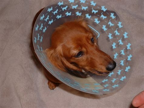 夢占い「犬が怪我をしている」夢の診断結果14選 無料で夢占い～あなたの夢を診断します～