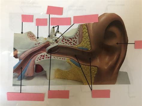 Ear Anatomy Diagram Quizlet
