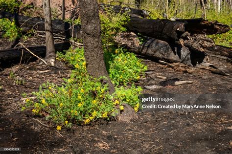 Death And Life After A Forest Fire Photo Getty Images