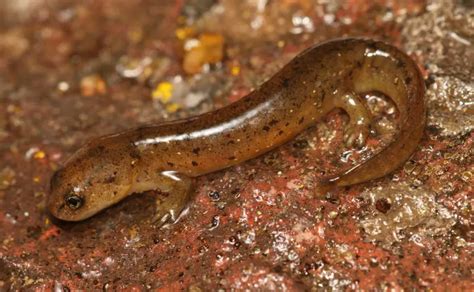 20 Salamanders In Oregon With Pictures And Identification