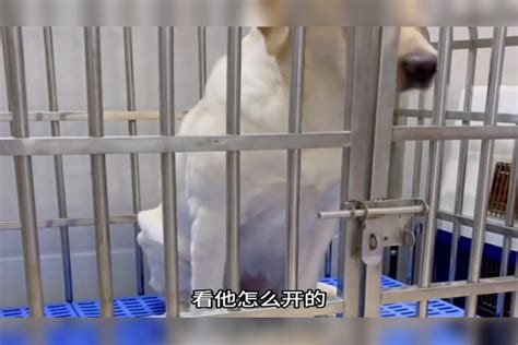 边牧的智商有多高