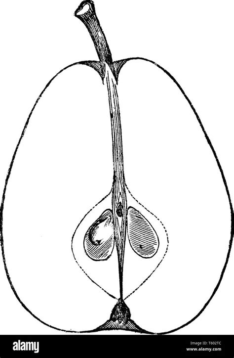 This Is A Washington Pear With Side View Vintage Line Drawing Or Engraving Illustration Stock