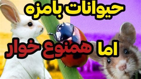 حیوانات بامزه ای که همنوع خوارند معرفی ۷تا حیوان همنوع خوار Youtube