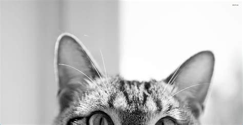 Cat Aesthetic Wallpapers Hd The Best Porn Website