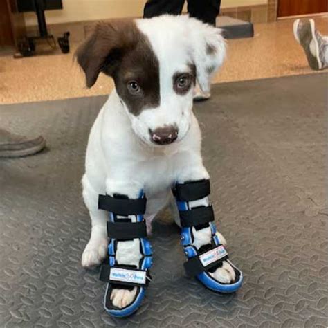Custom Bracing Pet Ortho Braces