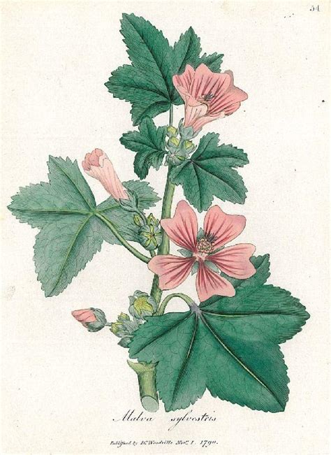 BLUMEN Malve Malva Sylvestris Wilde Malve Kunst Grafik