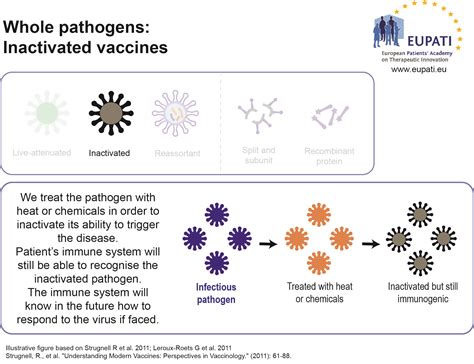 Types Of Vaccines EUPATI Toolbox