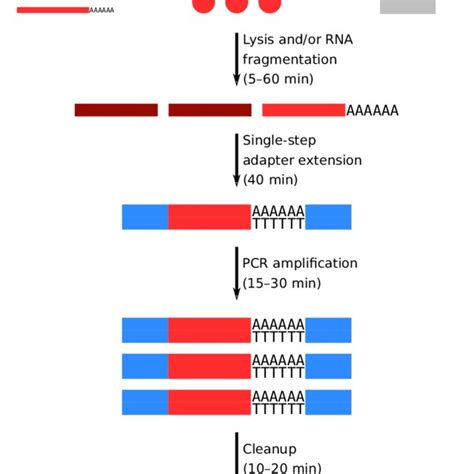 Schematic Of The Smart 3seq Workflow Download Scientific Diagram