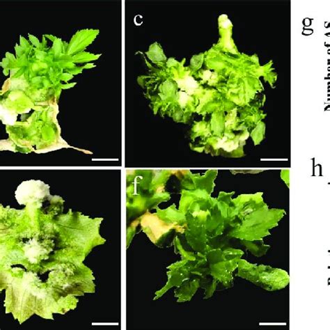 Morphological Observations Of The Regeneration Of Adventitious Shoots