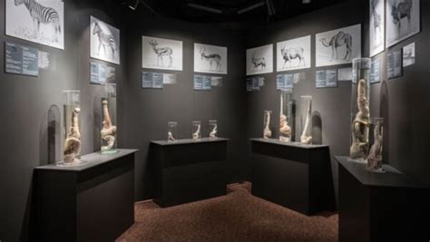 Phallological Museum In Iceland Penis Museum In Iceland