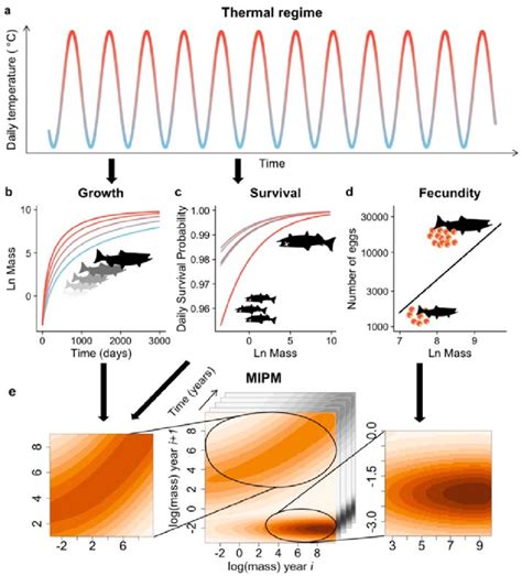 Illustration Of The Metabolic Integral Projection Model Mipm The