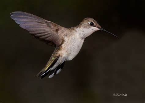 Fred Walsh Photos Ruby Throated Hummingbird Female