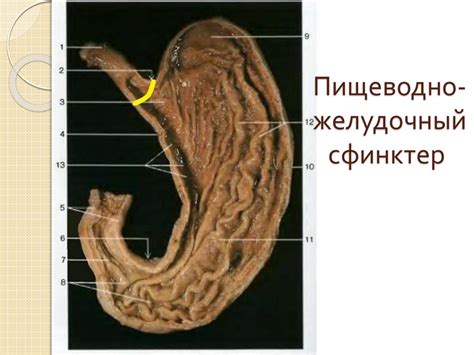 Сфинктеры пищеварительной системы презентация онлайн