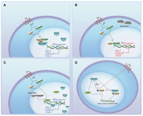Bioi最新速递 Runx3：定位导向的基因组协调器 知乎