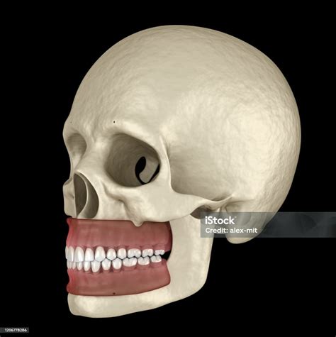 정상적인 폐색을 가진 건강한 인간의 치아 의학적으로 정확한 치아 3d 일러스트레이션 개과에 대한 스톡 사진 및 기타 이미지
