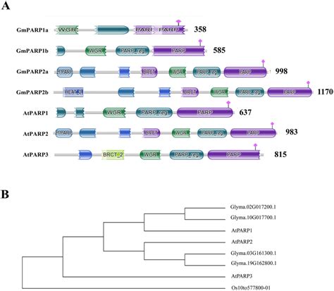 Characterization Of Glycine Max Polyadp Ribose Polymerases Gmparps