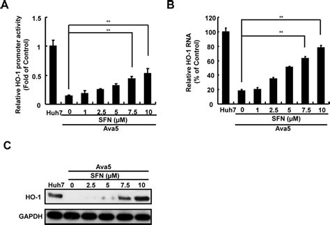Sfn Mediated Ho 1 Induction In Hcv Replicon Cells A Ho 1 Promoter