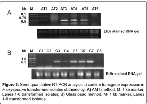 A Simple And Rapid Glass Bead Transformation Method For A Filamen