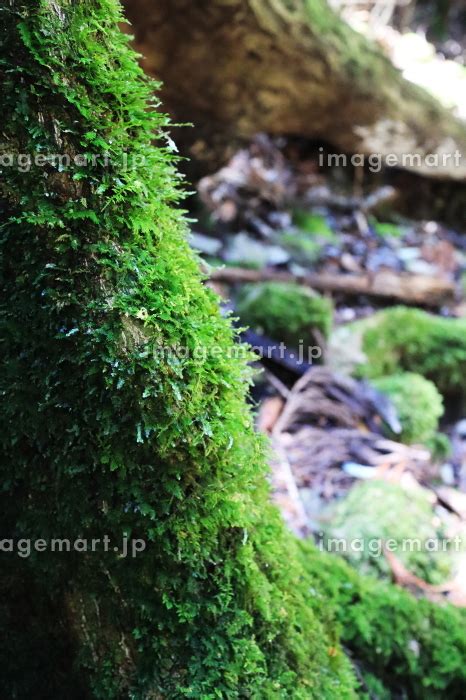 緑色の苔の色が美しい木の幹の写真素材 185257315 イメージマート