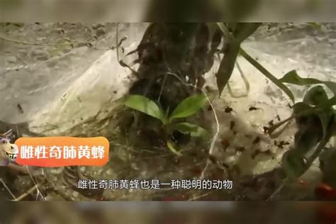 寄生虫能把动物变成它的奴隶还能控制宿主的行动 控制 宿主 动物