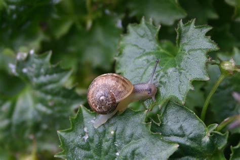 The Nhbs Guide To Uk Snail Identification Hoopoe A Blog By Nhbs