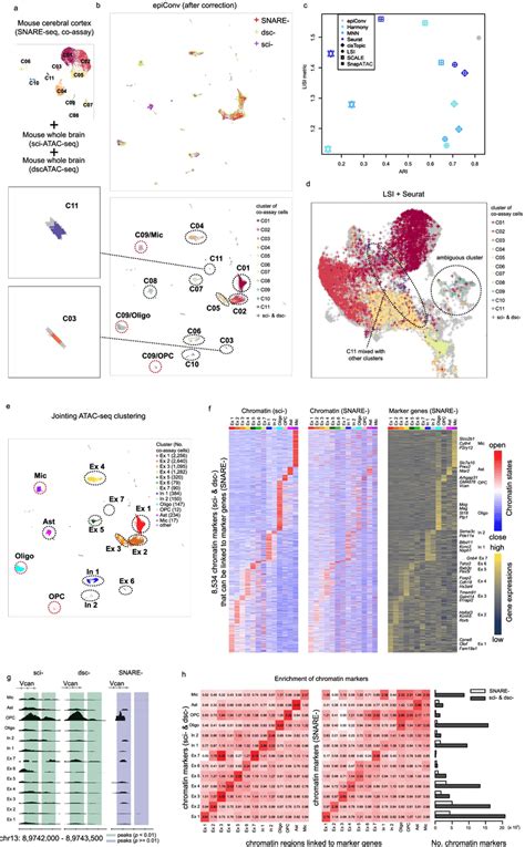 Aligning Co Assay Snare Seq Data Of Mouse Cerebral Cortex To