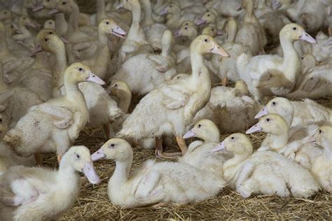 Paul Matthew On Linkedin France First In Eu To Order Avian Influenza