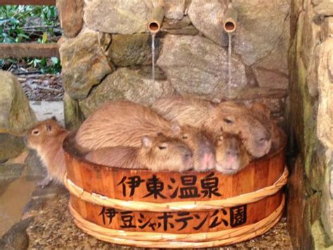 Capybara Hot Springs Are Back Rodent Friendly Onsen Now Available All