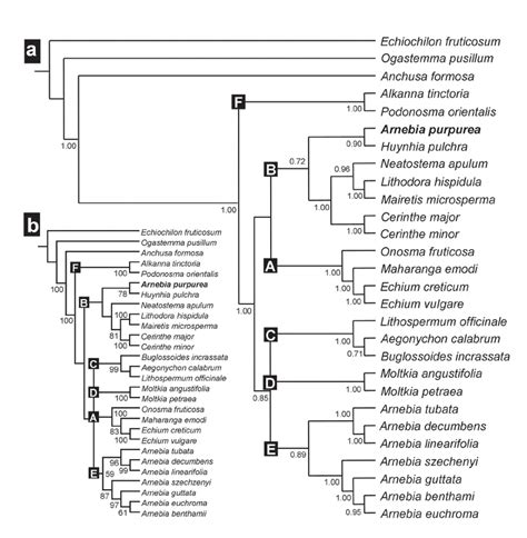 a bayesian 50 majority rule consensus tree from the combined its igs