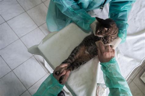 Retrato De Una Doctora En Una Clínica Veterinaria En El Hospital De