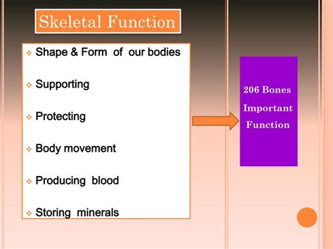 PPT The Skeletal System PowerPoint Presentation Free Download ID