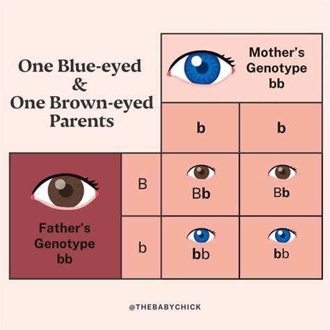 What Color Eyes Will My Baby Have Chart Calculator Infoupdate Org