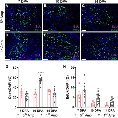 Repeated Amputation Inhibits Blastema Cell Expansion And Download Scientific Diagram