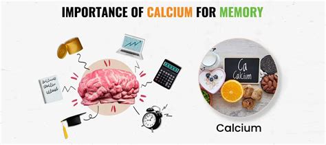 Calcium Why Is It Important For Memory