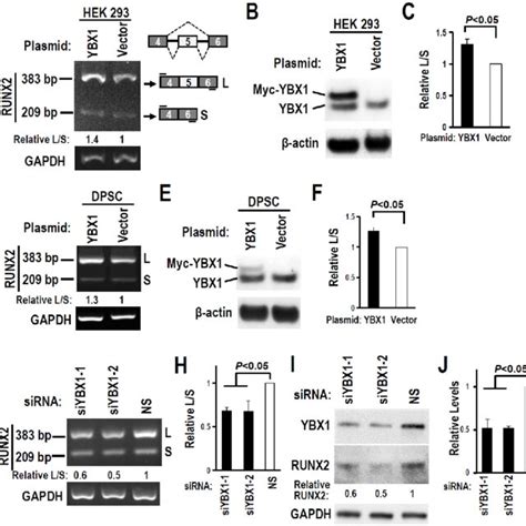 Ybx1 Promotes Runx2 Exon 5 Inclusion In Dpscs A∼c Overexpression Of