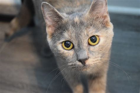 Stray Cats Tortoise Shell