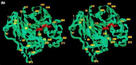Structure Of Uncomplexed And Linoleate Bound Candida Cylindracea
