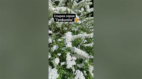 Шикарнейший куст спиреи серой! Такая красота нужна каждому саду - YouTube