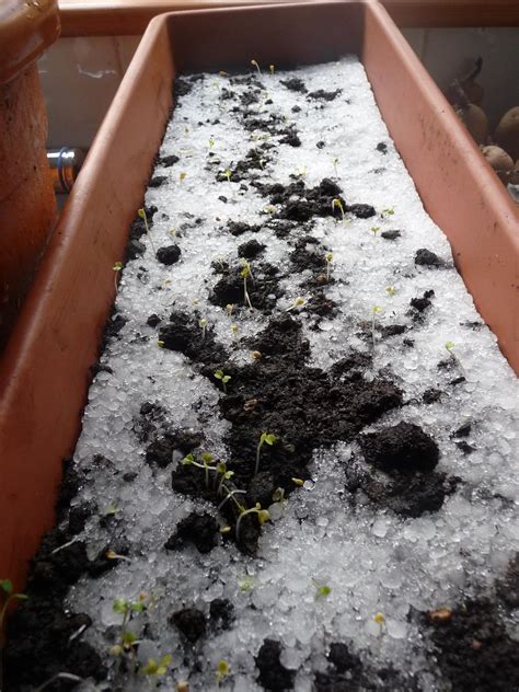 Growing Vegetables In Containers Paperblog