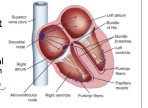 Chapter Disorders Of Cardiac Conduction And Rhythm Flashcards Quizlet