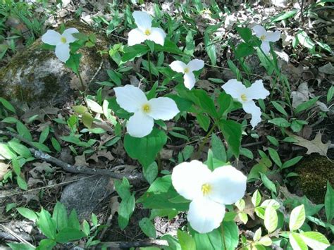 11 Surprising Facts About Trillium Allontario