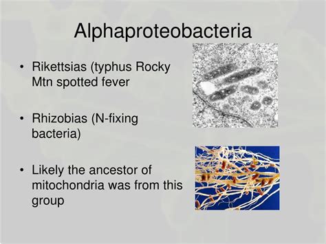 Ppt The Prokaryotes Powerpoint Presentation Free Download Id2015896