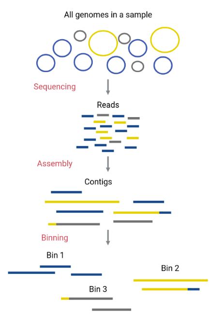 Binning With Concoct And Anvio — Dude Computational Boot Camp 0 1 Documentation
